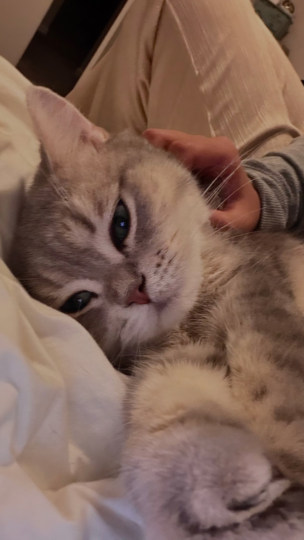 stormi | America's Favorite Pet