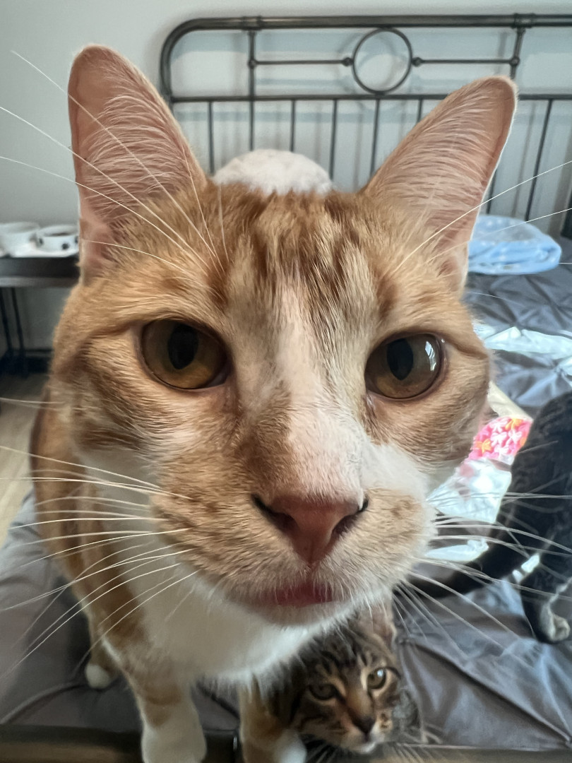 BamBam | America's Favorite Pet