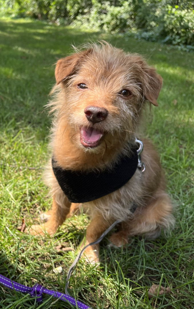 Hades | America's Favorite Pet