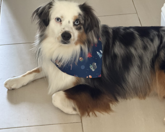 America's Favorite Pet