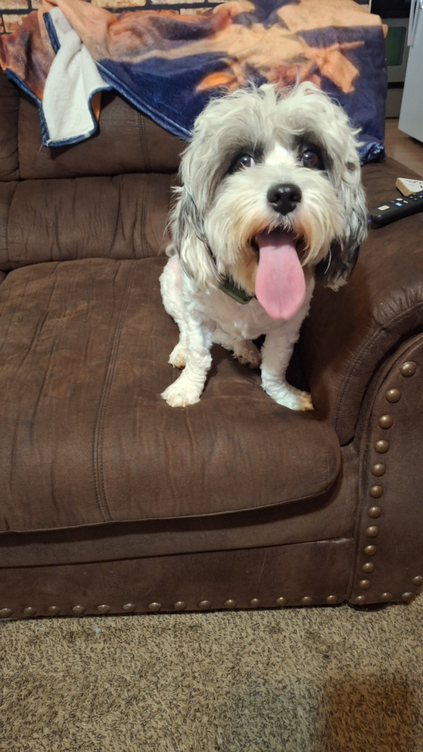 Sukki | America's Favorite Pet