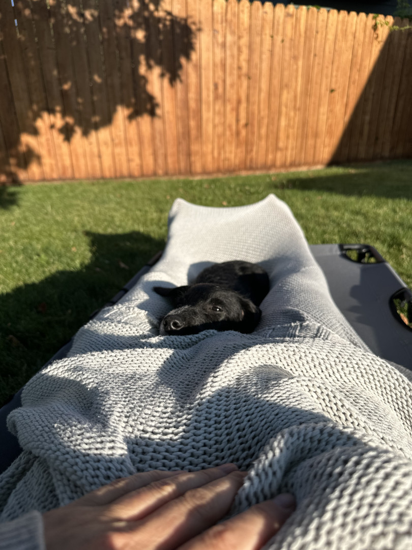 Cyrus Happ | America's Favorite Pet