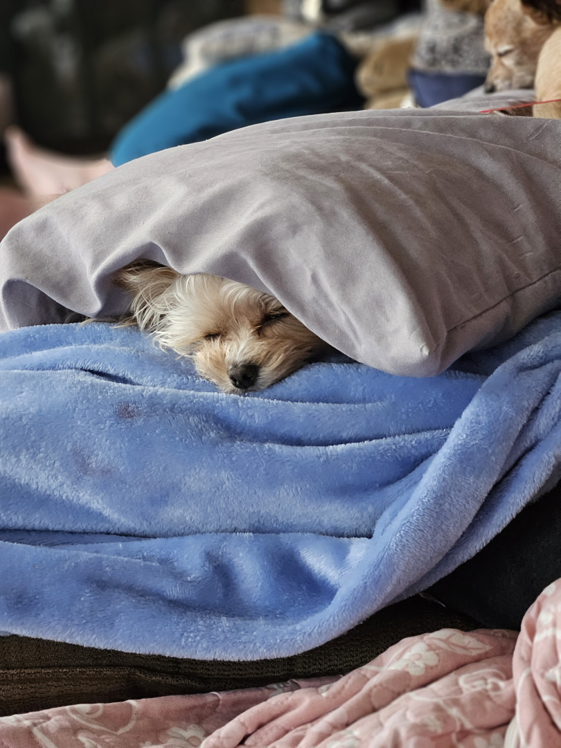 DOOBIE | America's Favorite Pet