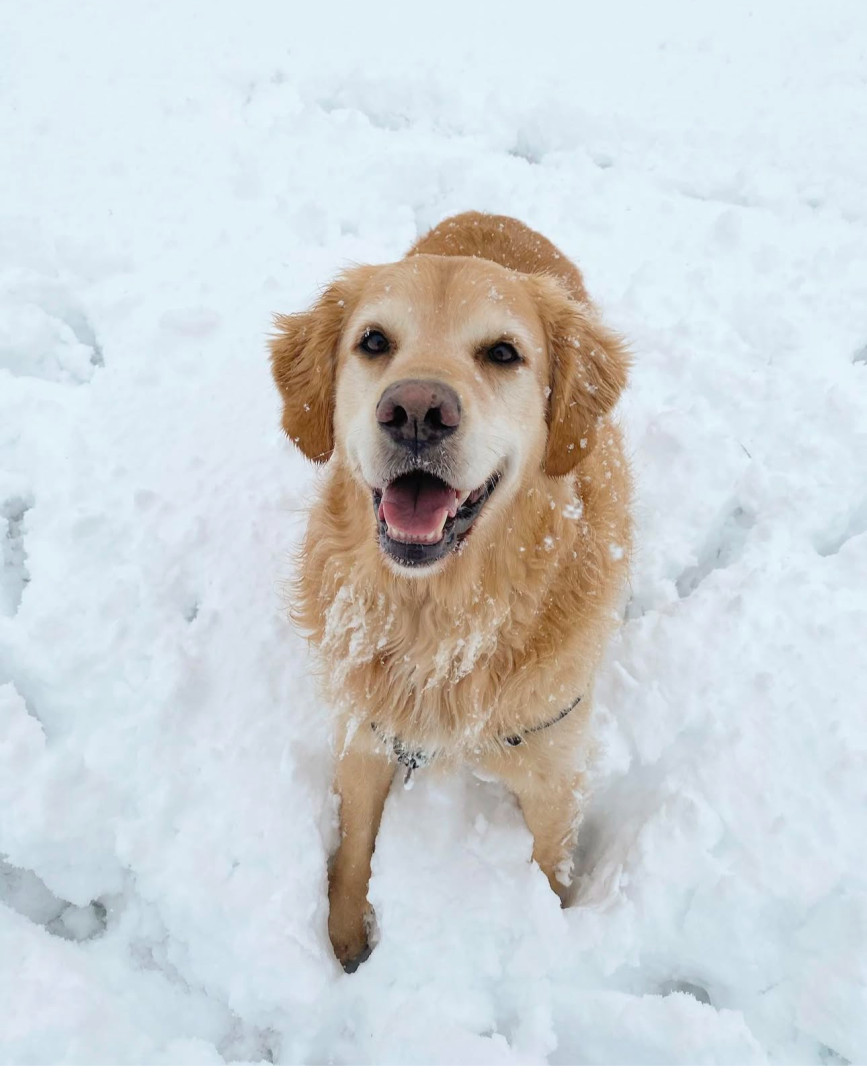 Toby | America's Favorite Pet
