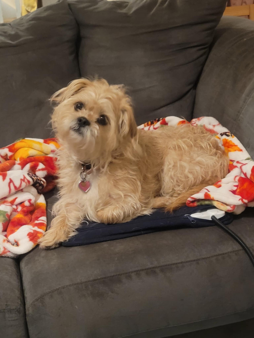Livia Charlotte | America's Favorite Pet