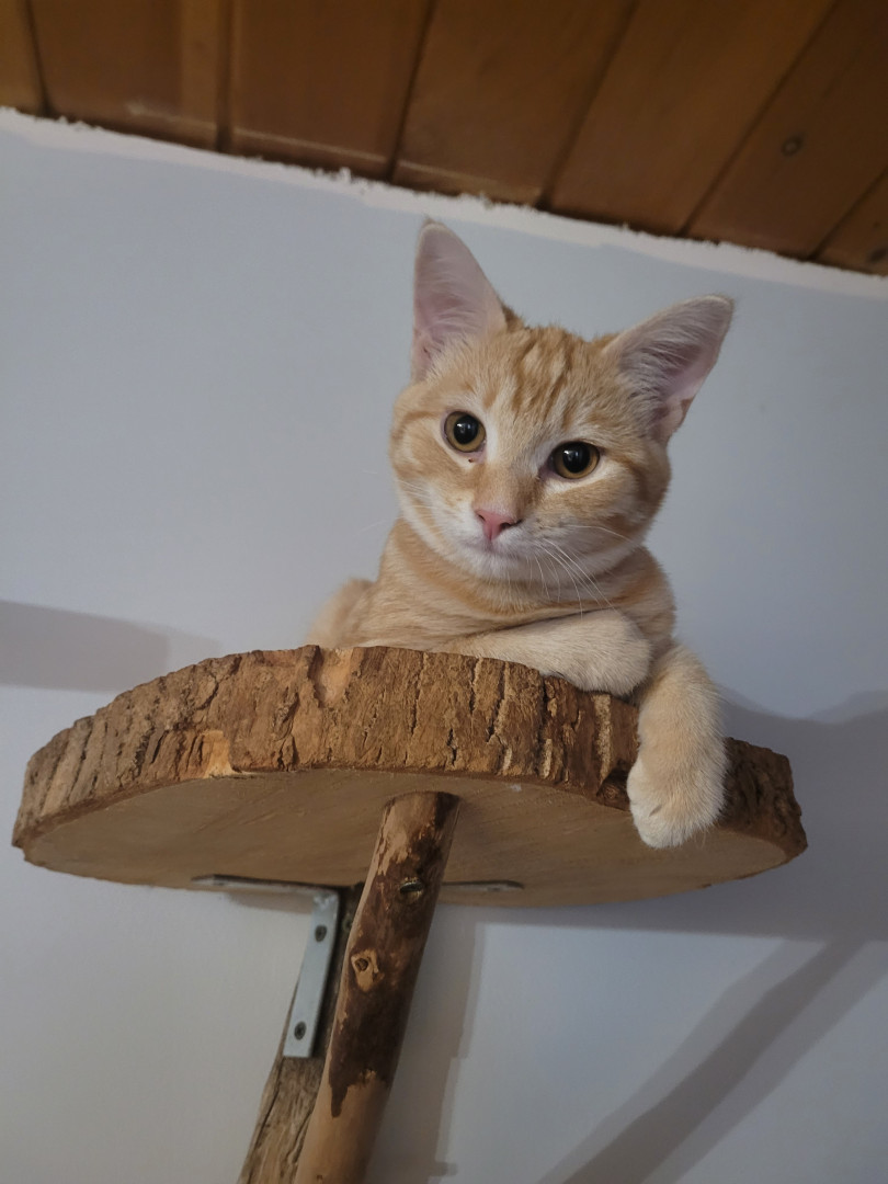 Freya | America's Favorite Pet