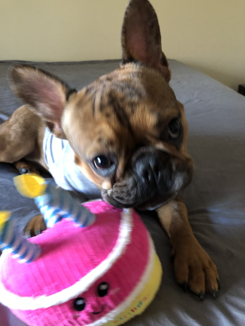 Guido | America's Favorite Pet