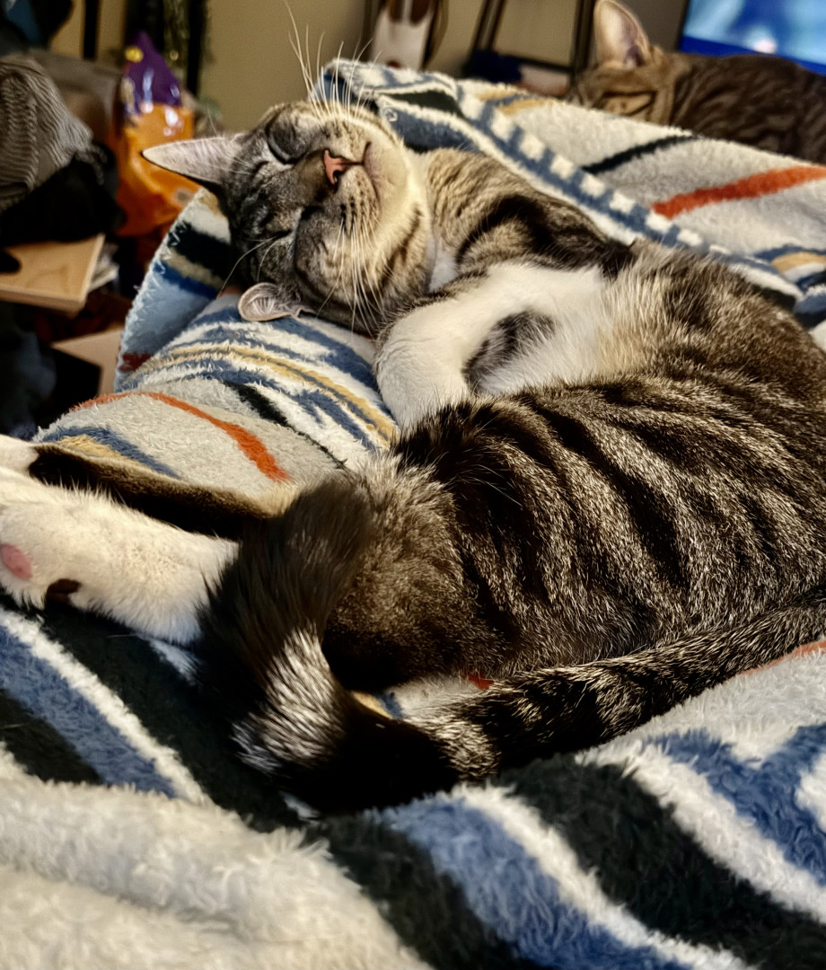 Bear | America's Favorite Pet