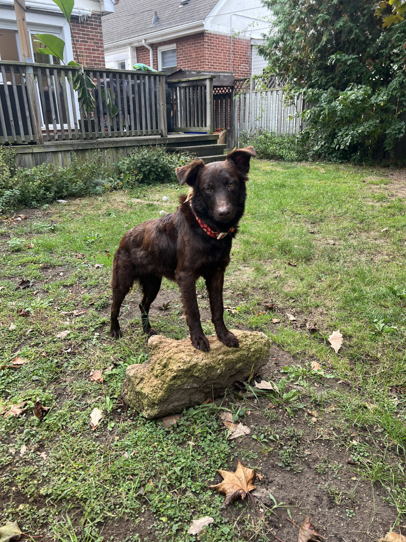 Aubbie | America's Favorite Pet