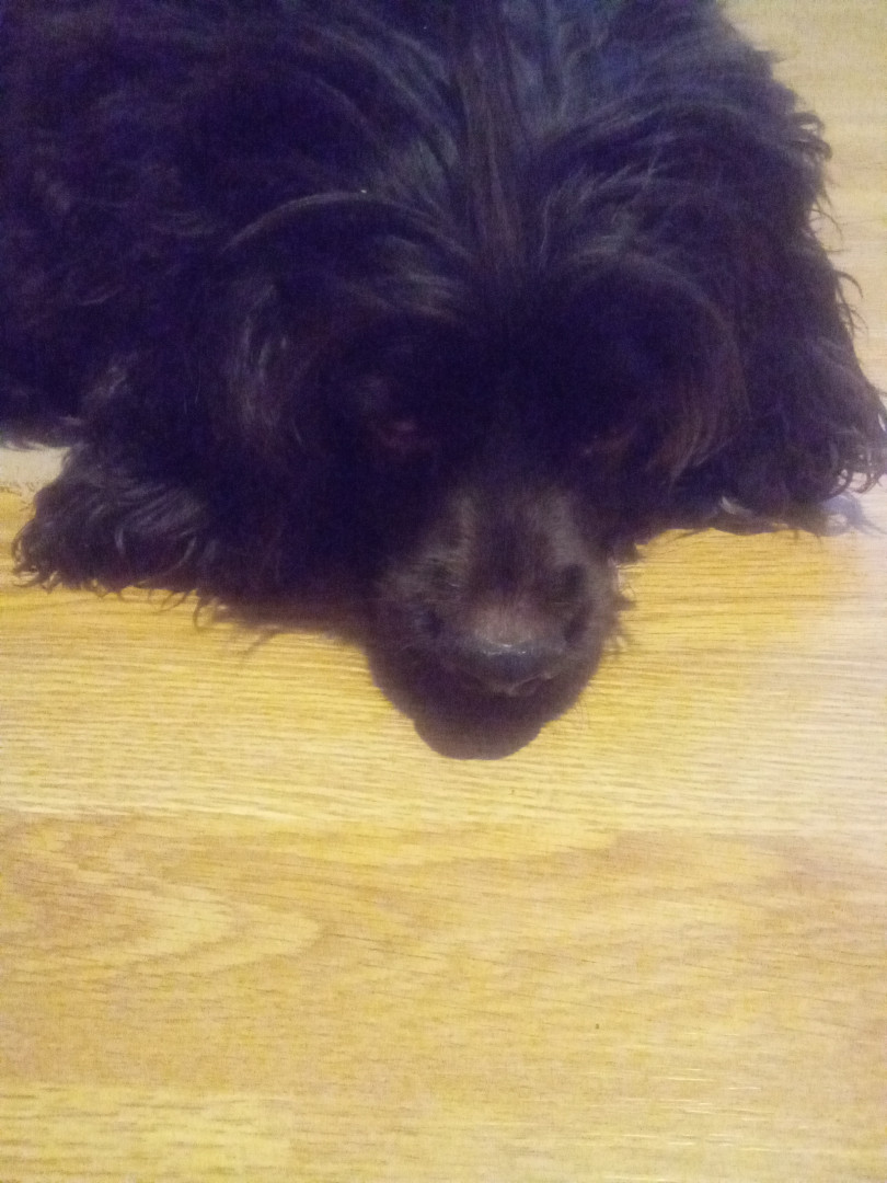 Blackie | America's Favorite Pet