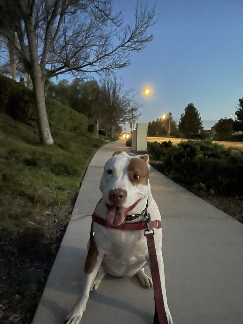 Chyna | America's Favorite Pet