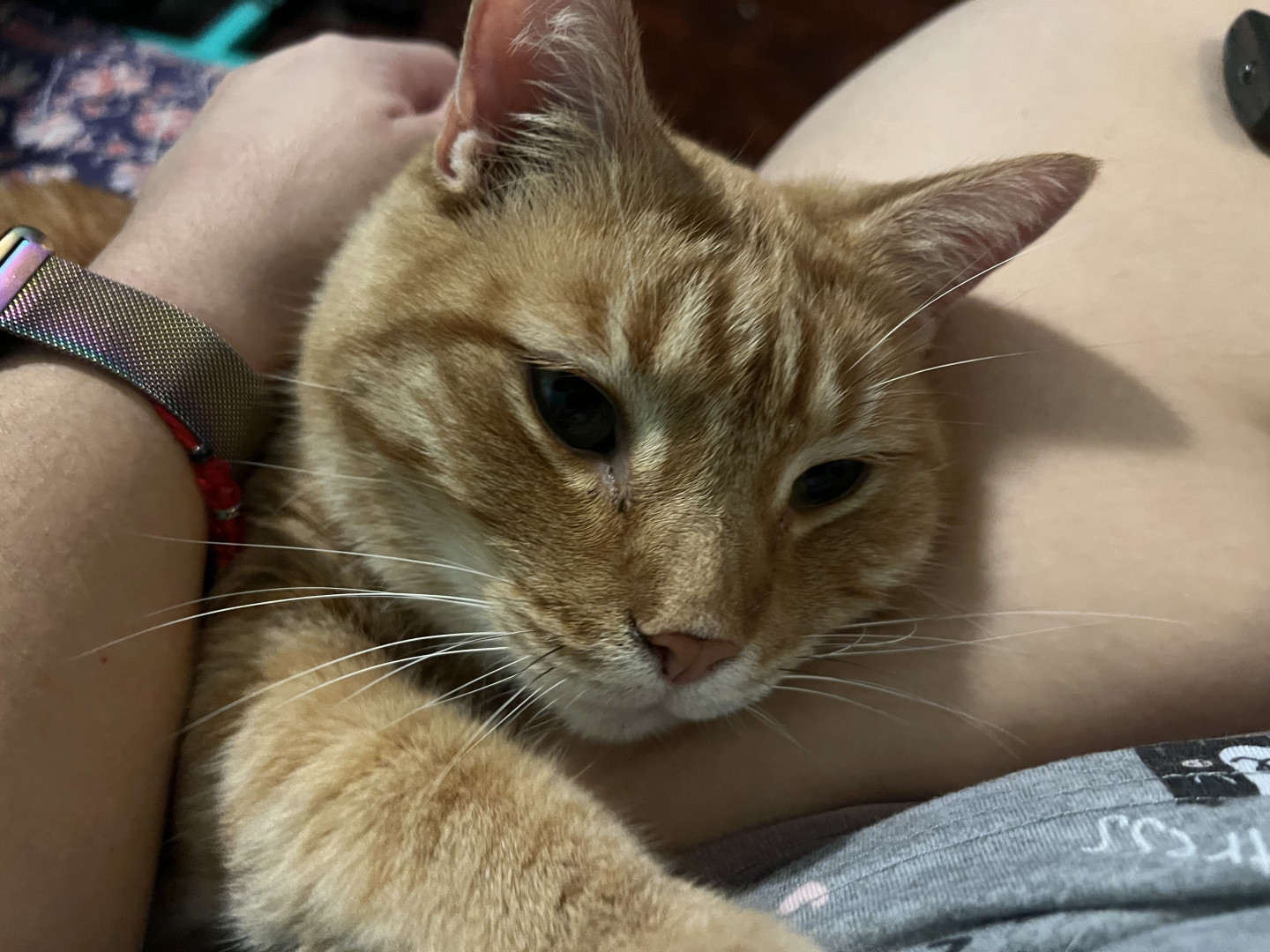 Teto | America's Favorite Pet