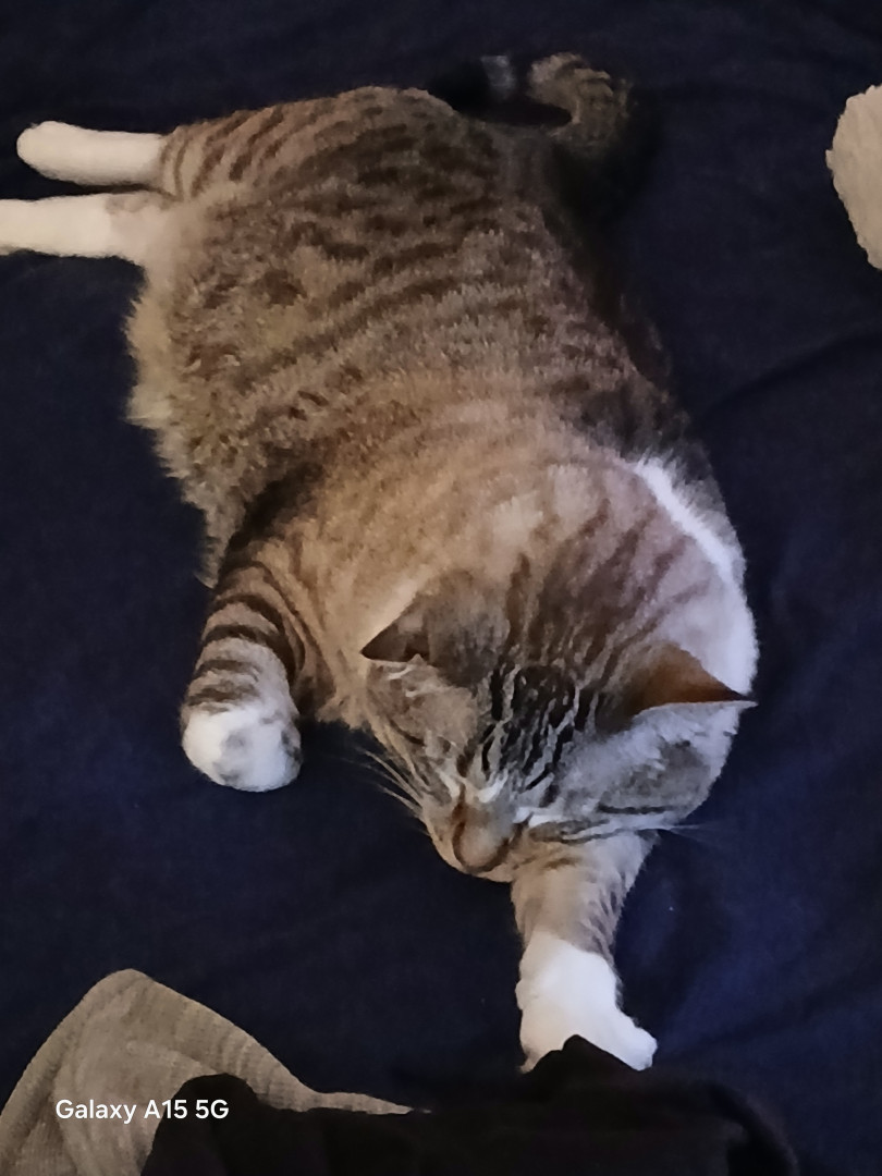 Elvis | America's Favorite Pet