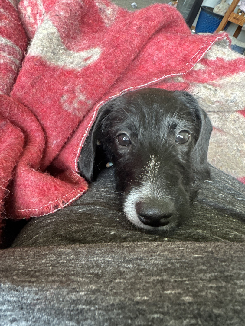 Cyrus Happ | America's Favorite Pet