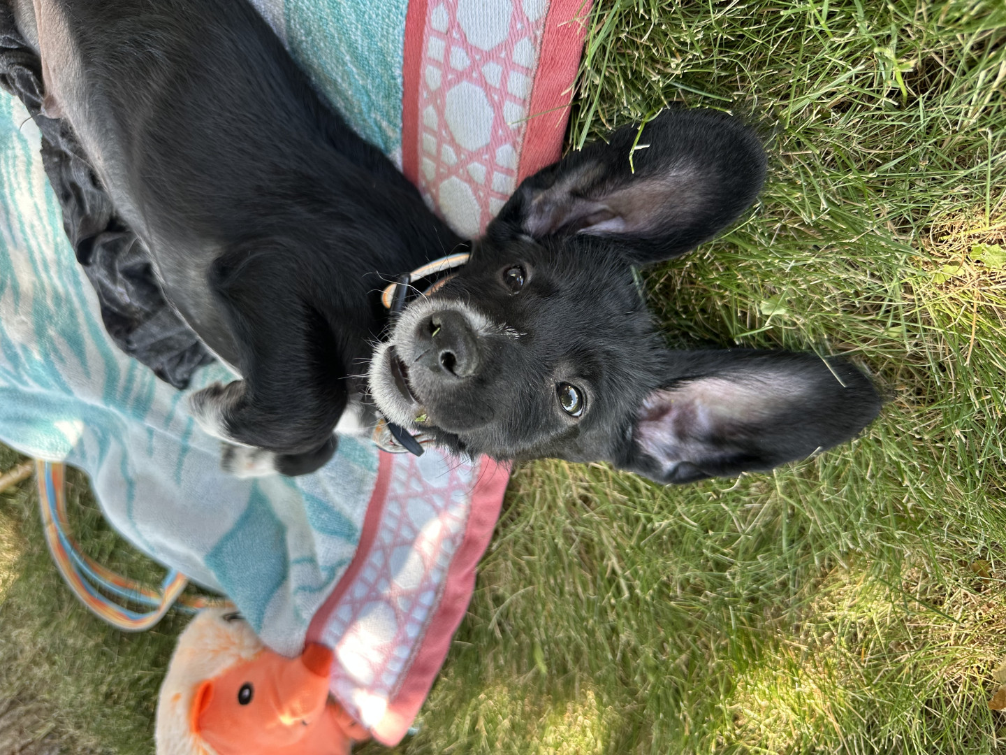 Cyrus Happ | America's Favorite Pet