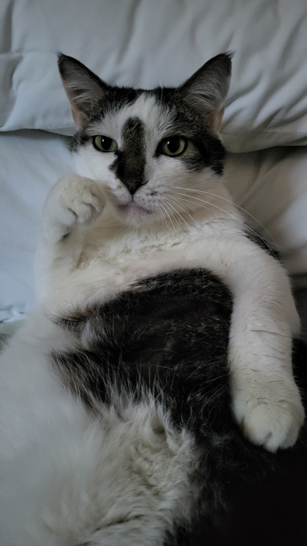 Boo boo | America's Favorite Pet