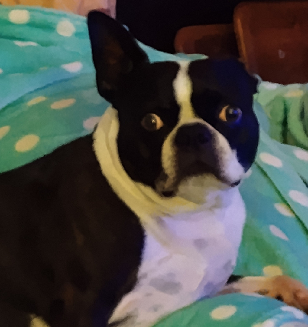 Jax | America's Favorite Pet