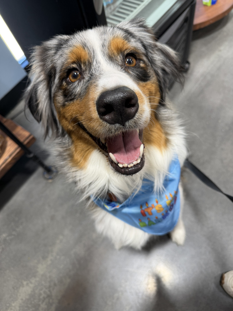 Cody | America's Favorite Pet