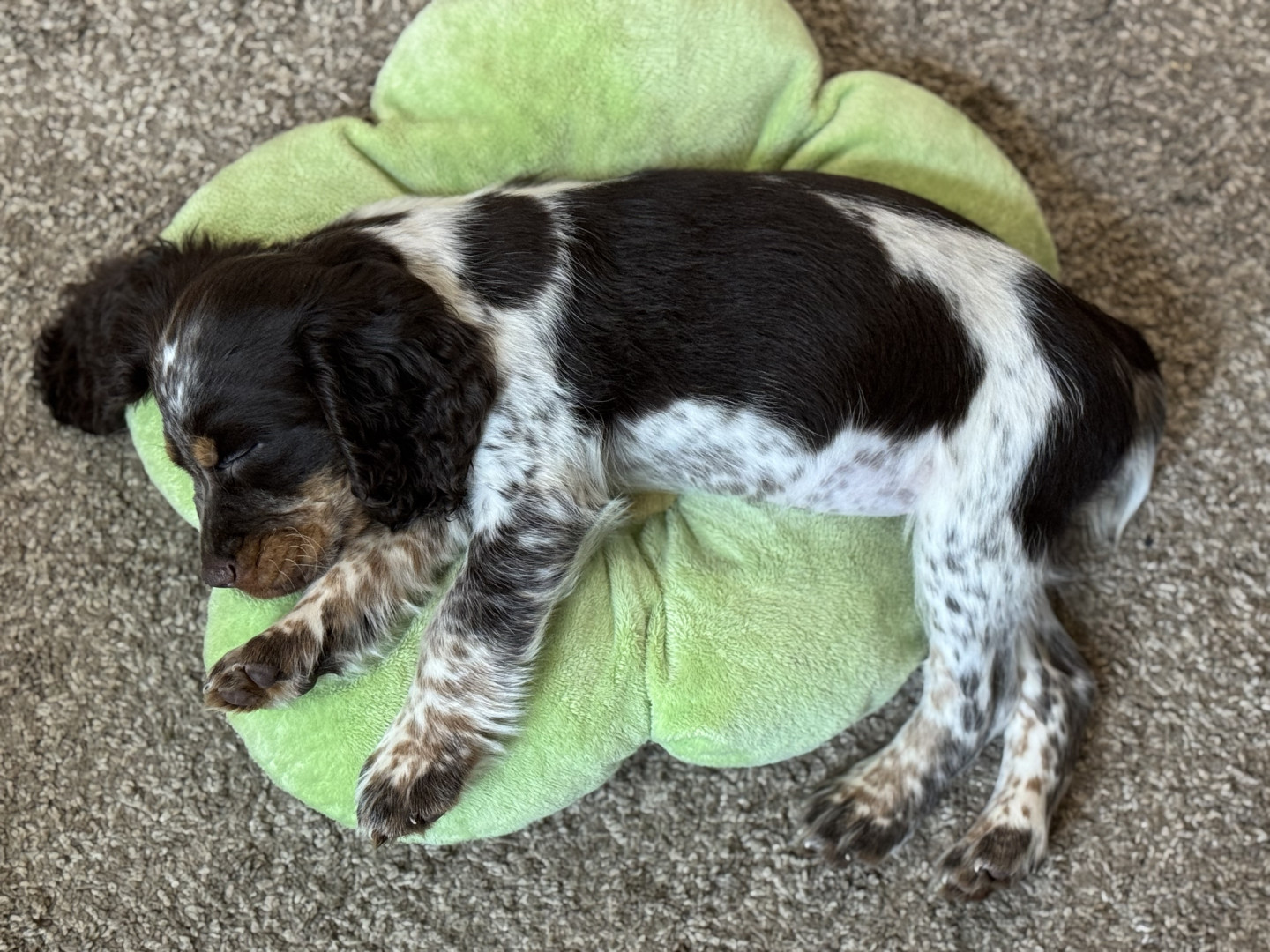 Lainey Rae | America's Favorite Pet