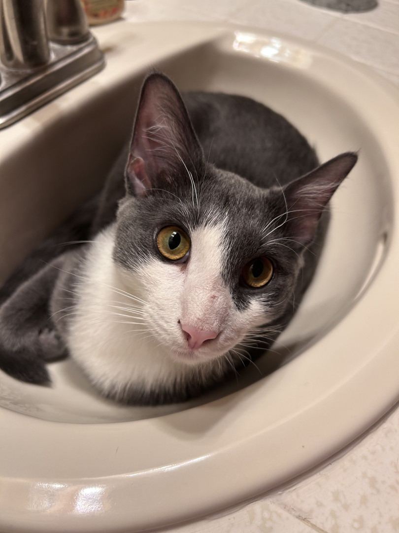 Andy | America's Favorite Pet