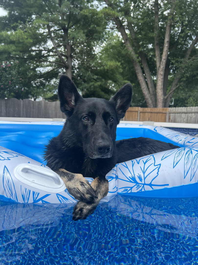 Mason River | America's Favorite Pet