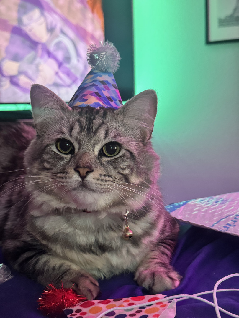 Benji | America's Favorite Pet