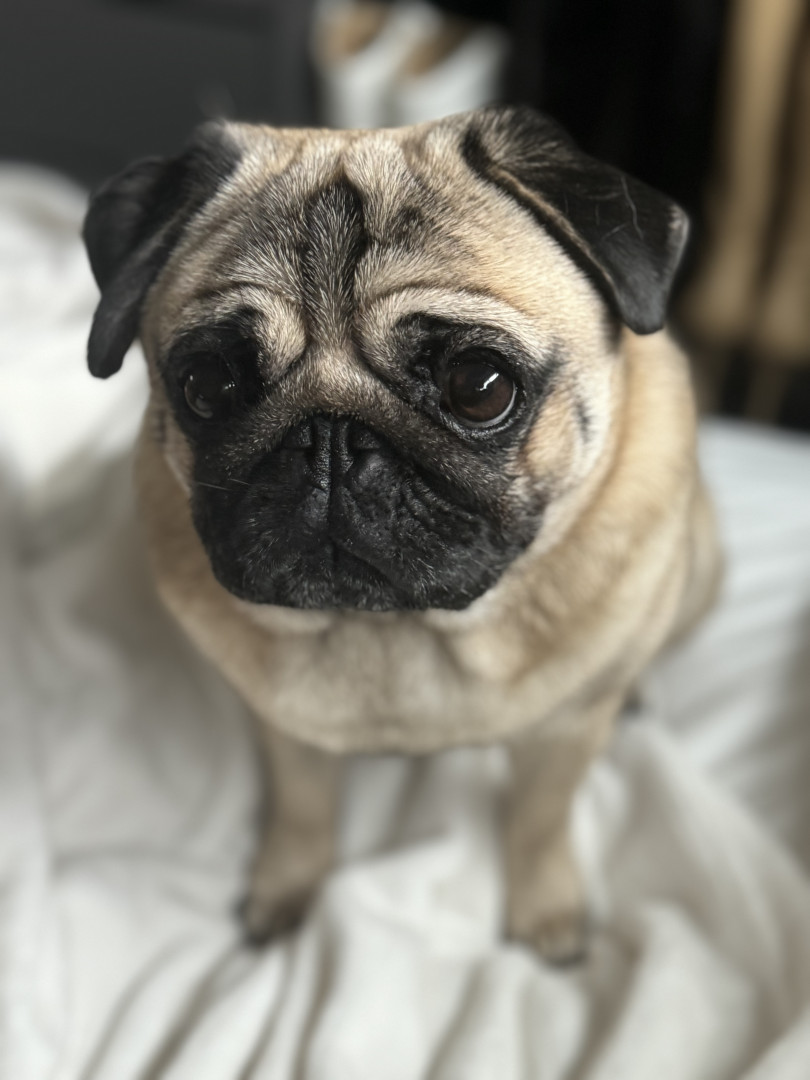 Macklin | America's Favorite Pet