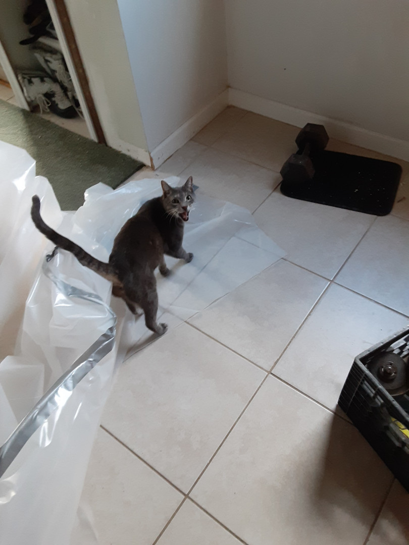 Lucy | America's Favorite Pet