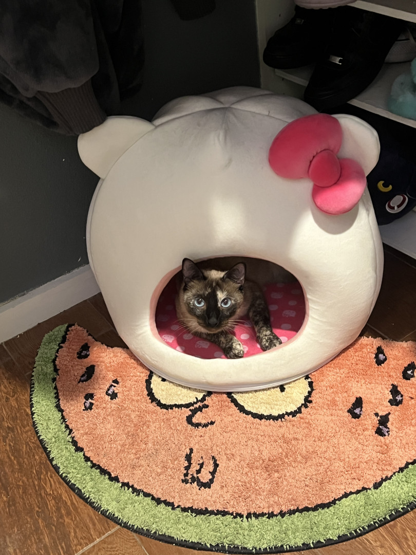 50 Cent Princess Baby | America's Favorite Pet