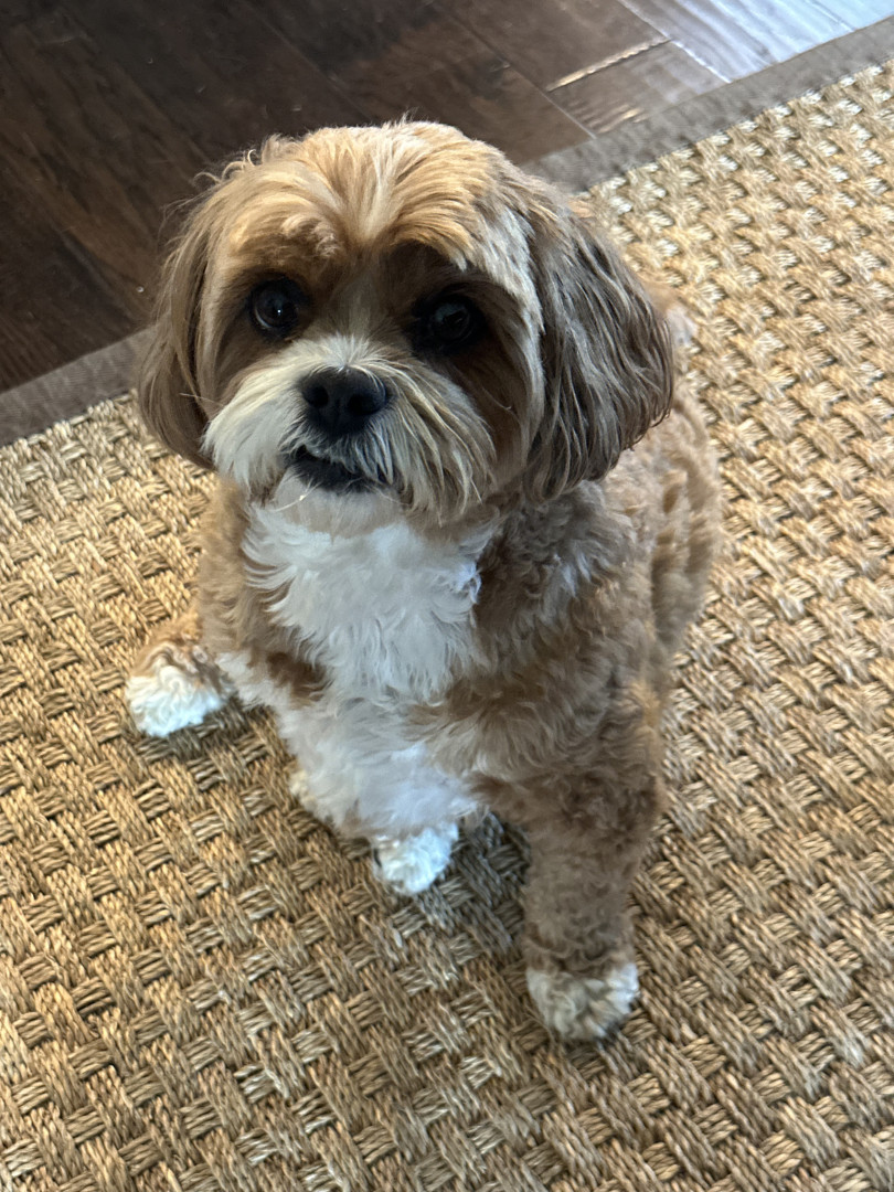 Hopper | America's Favorite Pet