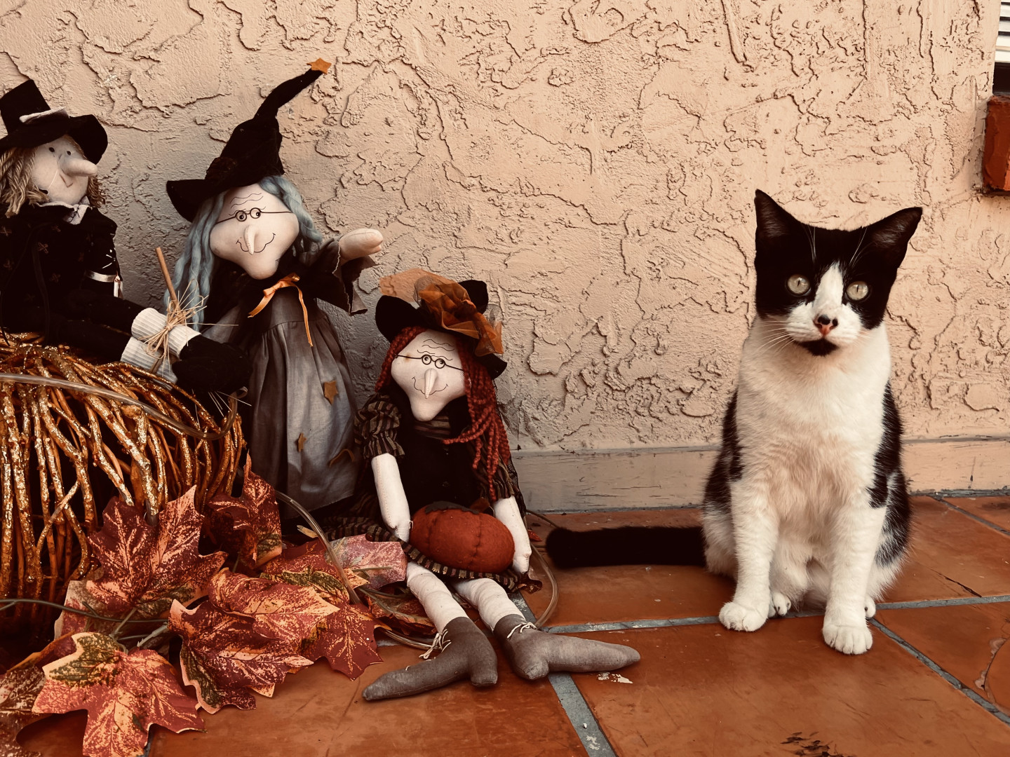 TC | America's Favorite Pet