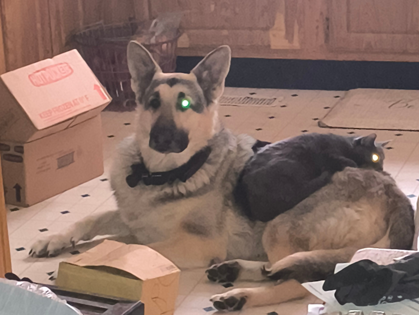 Bruno | America's Favorite Pet