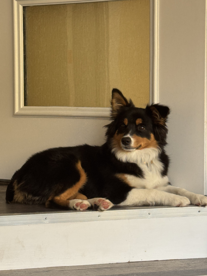 Molly, Cyrus Campbell | America's Favorite Pet