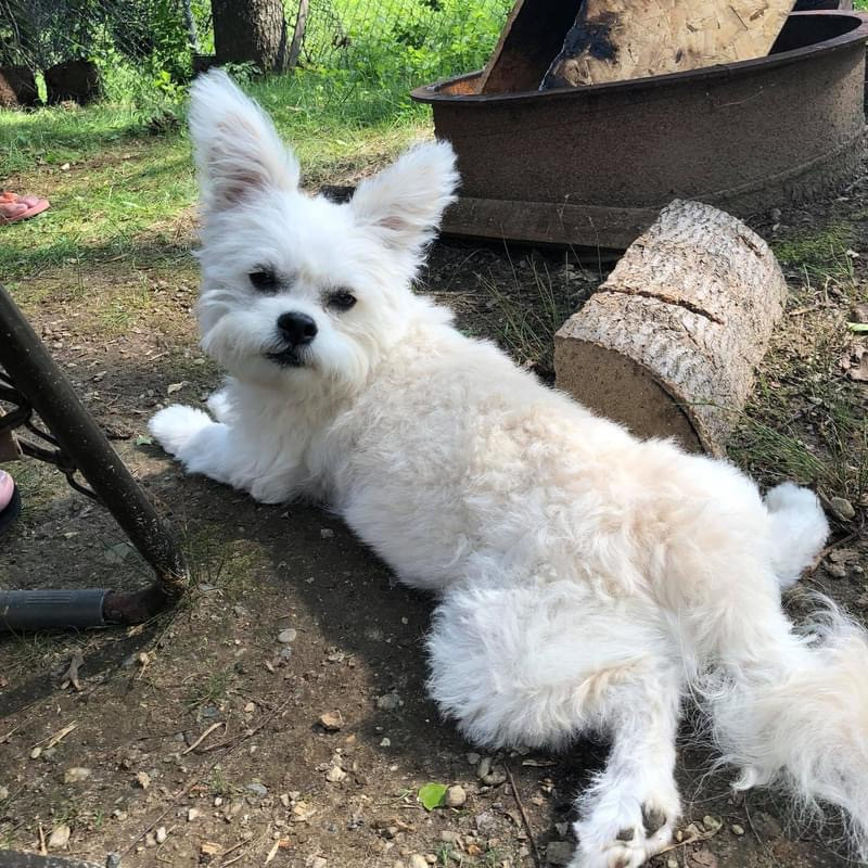 Jack | America's Favorite Pet