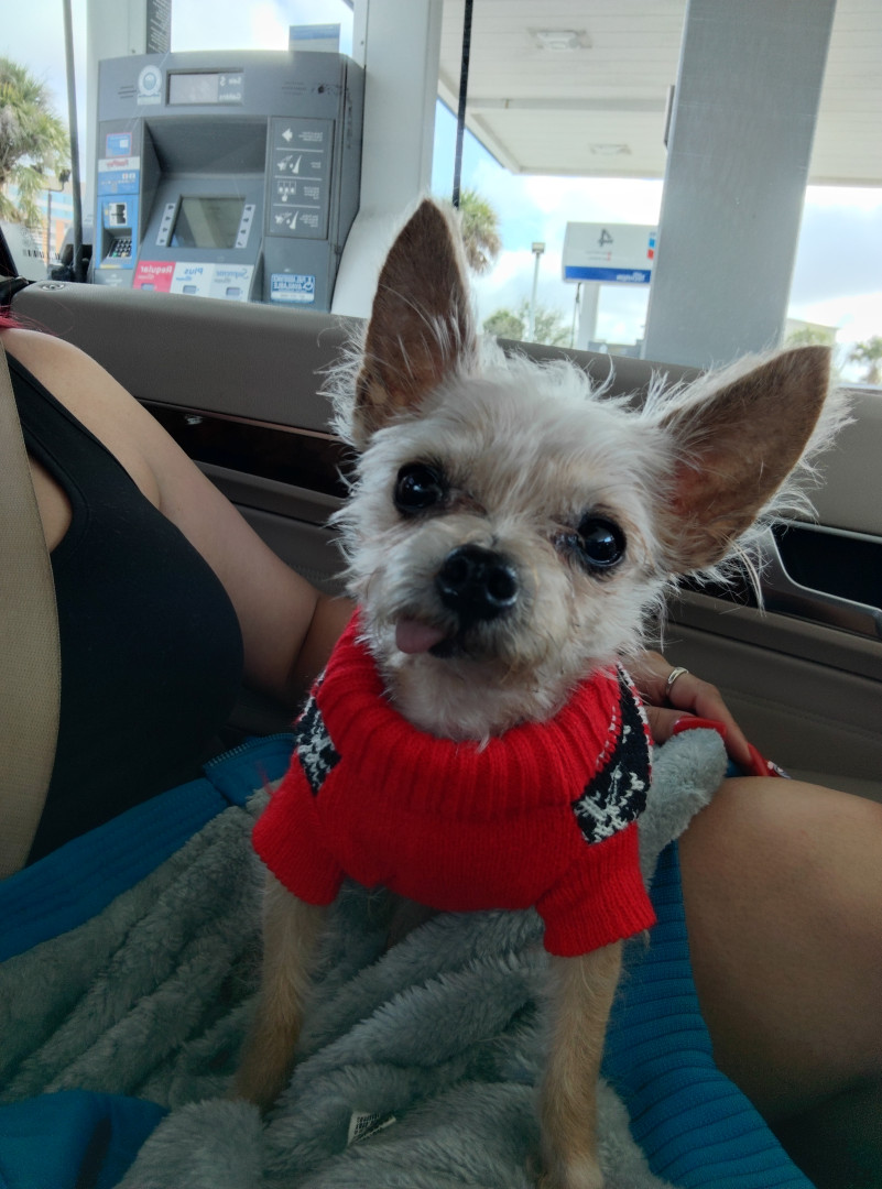 Scruffy | America's Favorite Pet