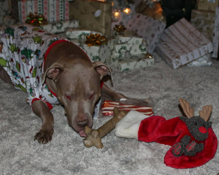 America's Favorite Pet