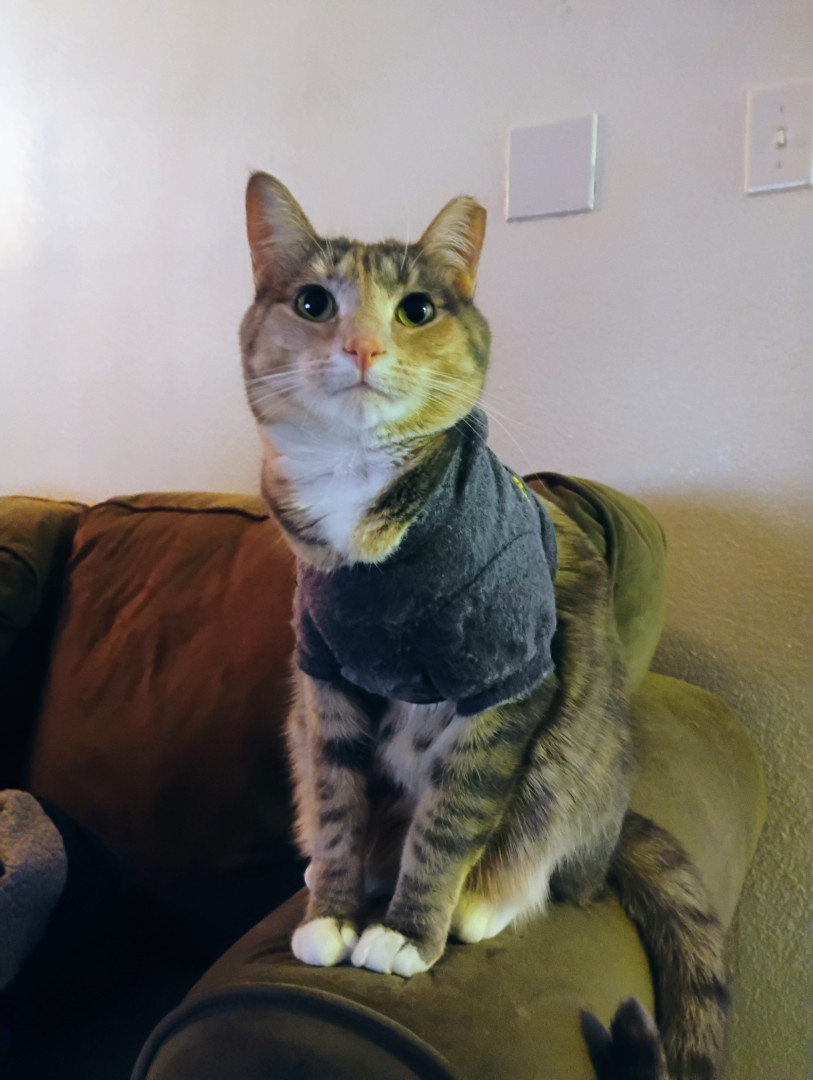 Princess Diarrhea | America's Favorite Pet
