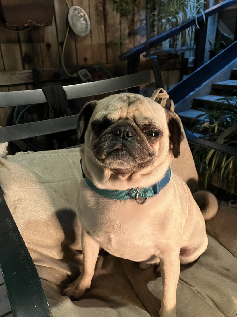 Gus | America's Favorite Pet