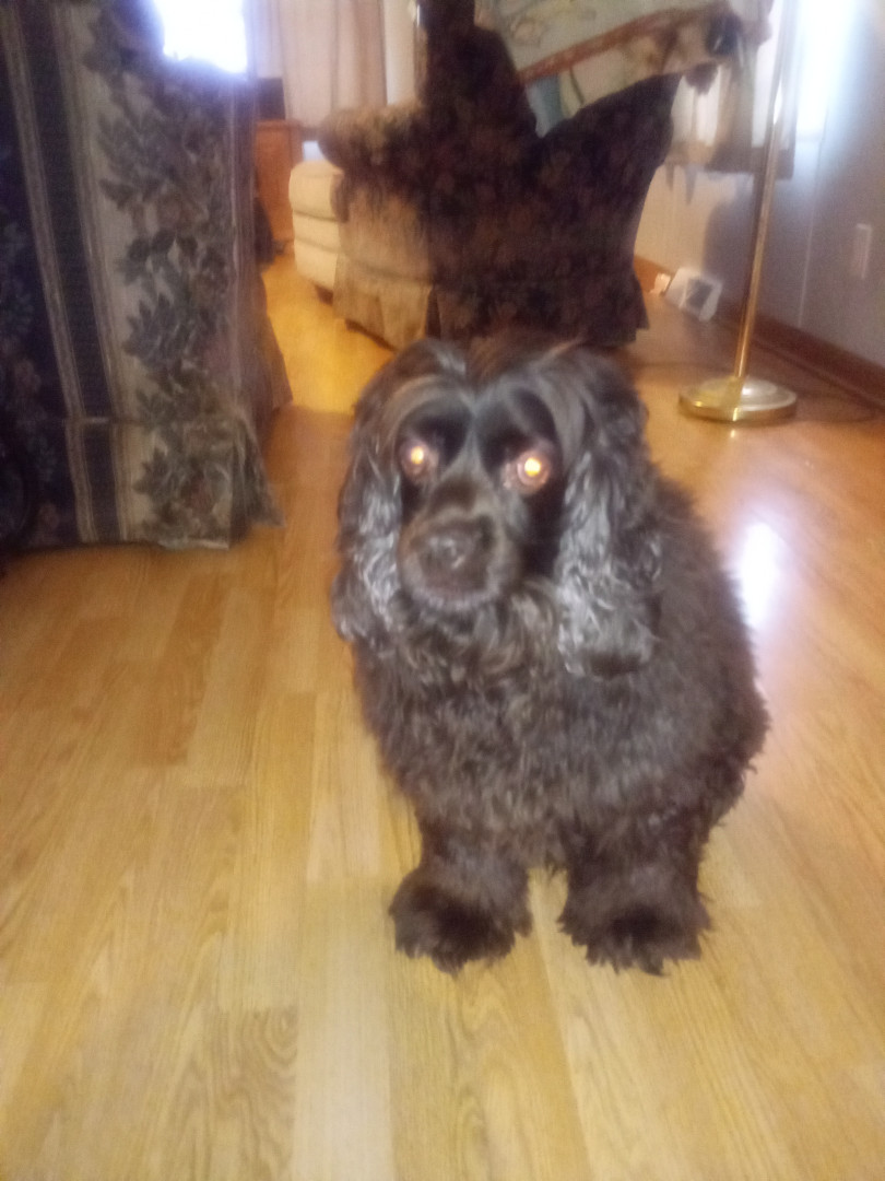 Blackie | America's Favorite Pet