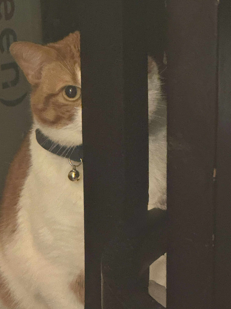Sir Dash the Cat | America's Favorite Pet