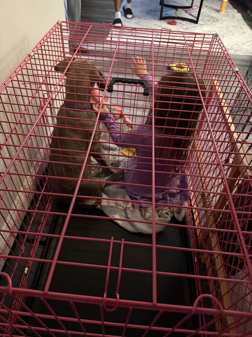 Gracie | America's Favorite Pet