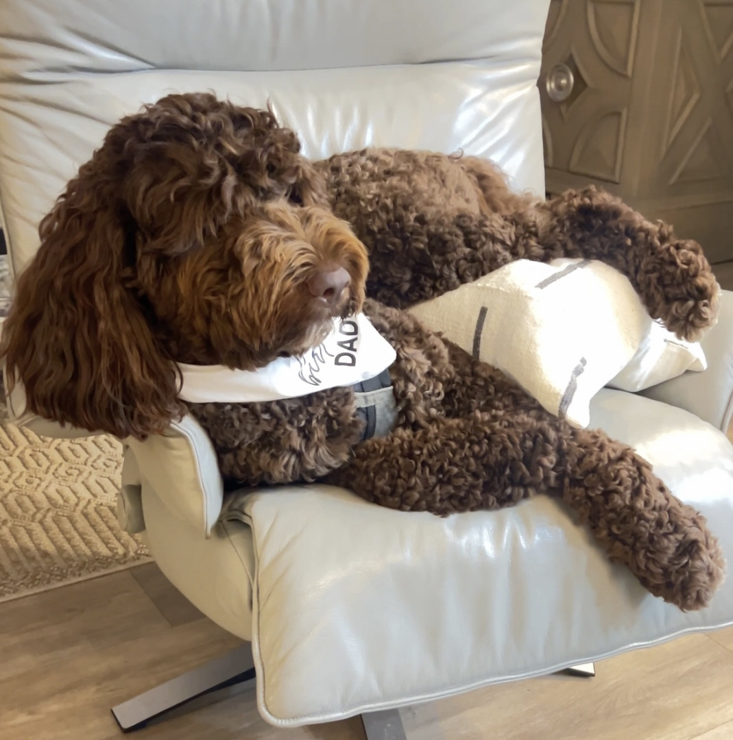 Coconut Venti | America's Favorite Pet