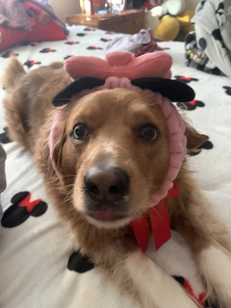 Milo | America's Favorite Pet