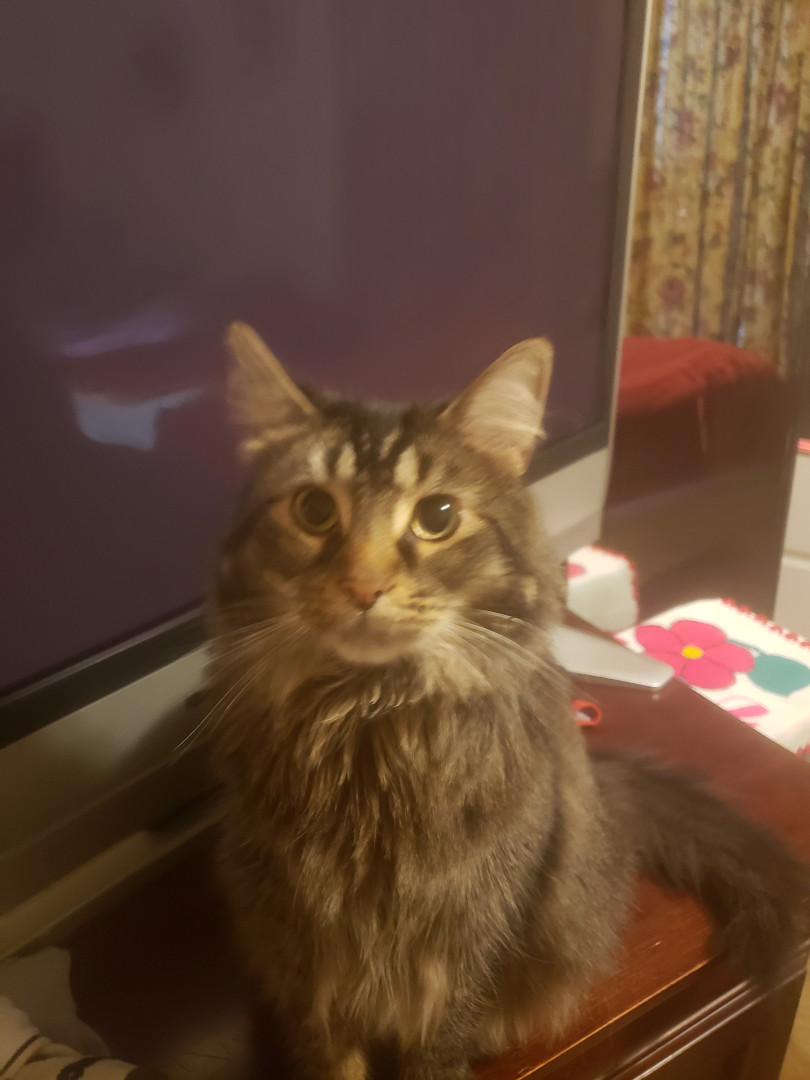 Fiona | America's Favorite Pet