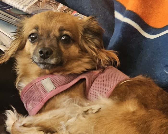 Julie Zerr | America's Favorite Pet