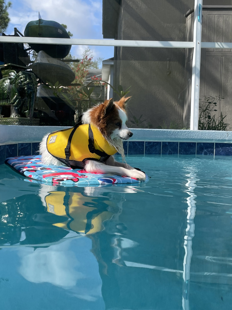 Pika | America's Favorite Pet