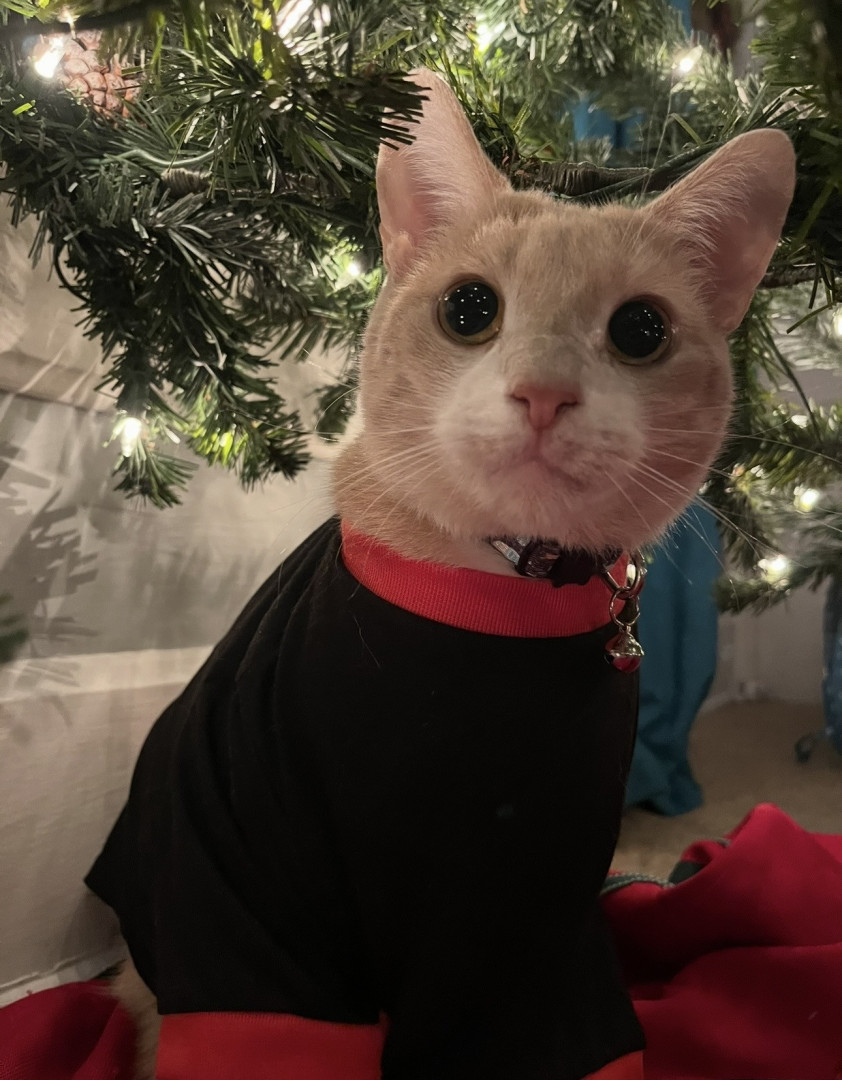 Marchenko | America's Favorite Pet