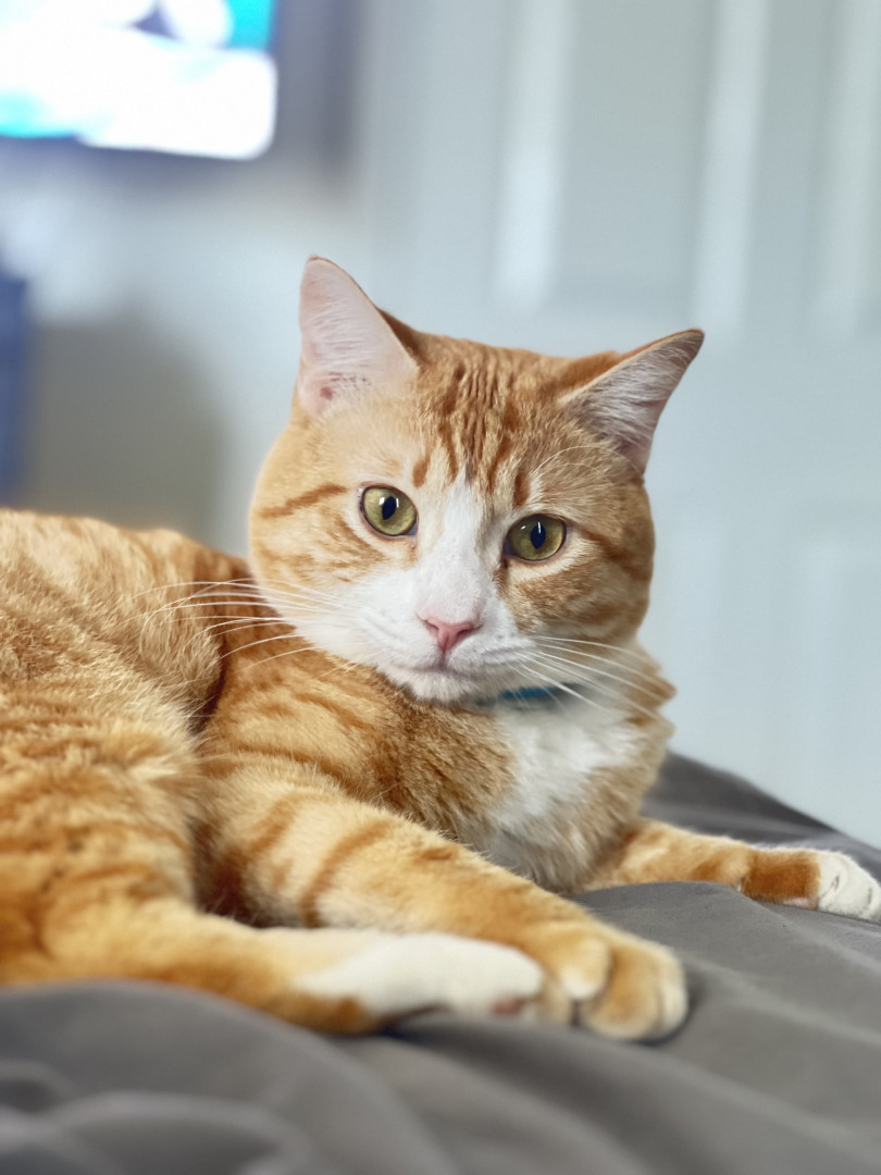 Oli | America's Favorite Pet