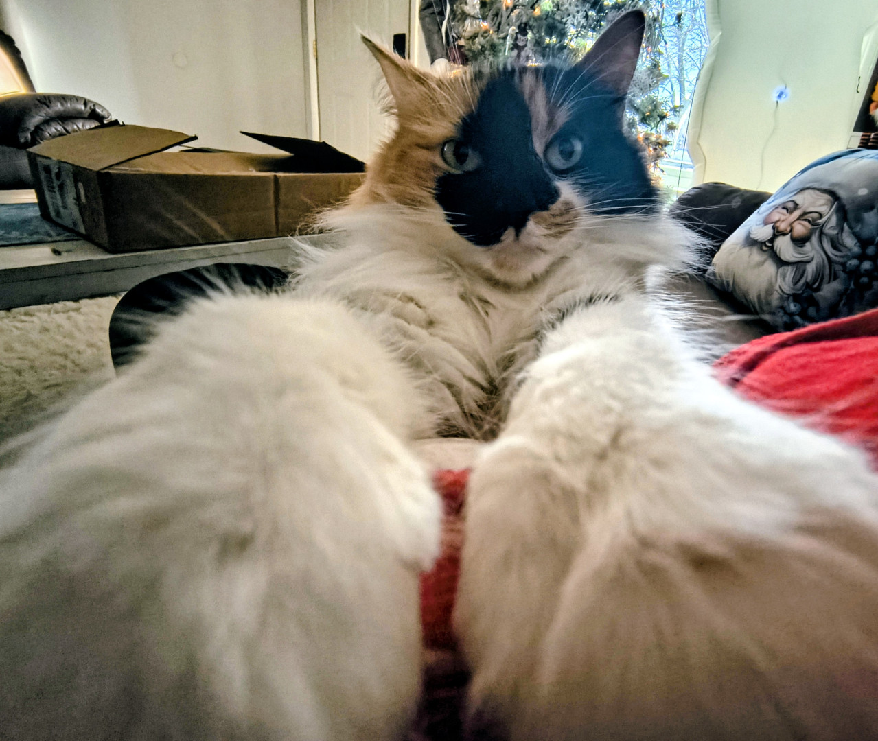 Miss October Pumpkin | America's Favorite Pet