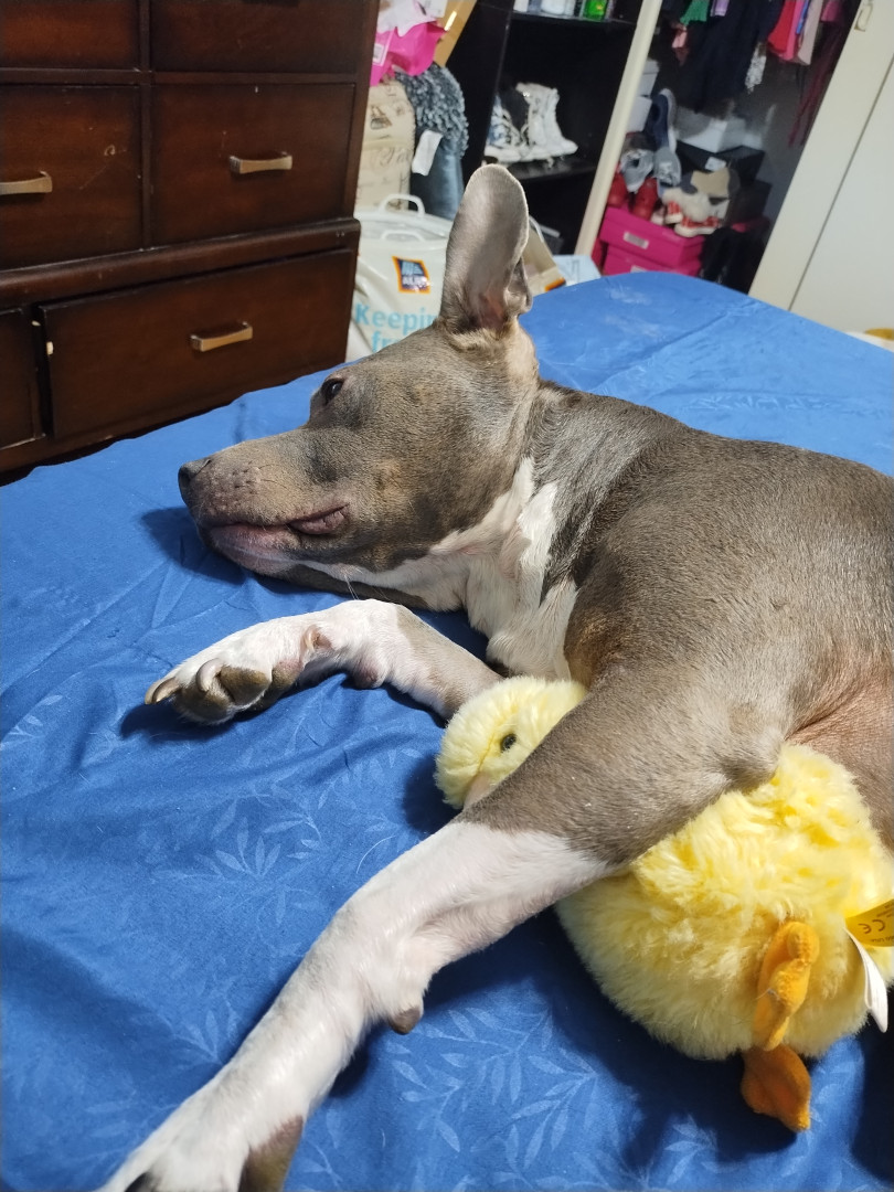 Tucker Sierra | America's Favorite Pet